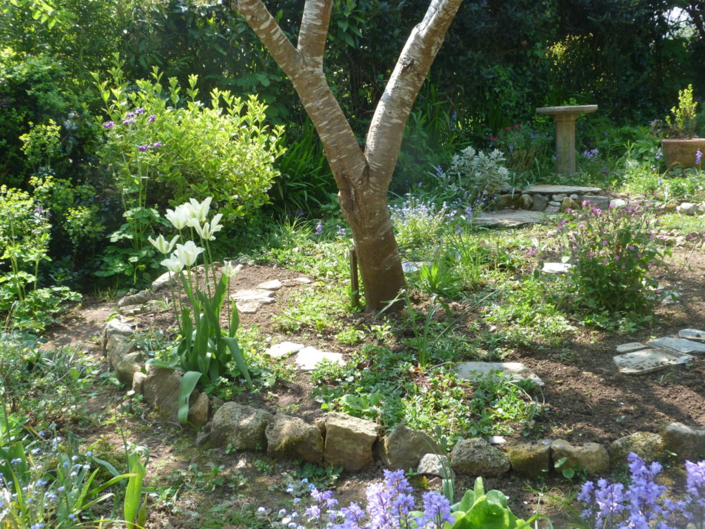 Managed Meadow in a Home Garden
